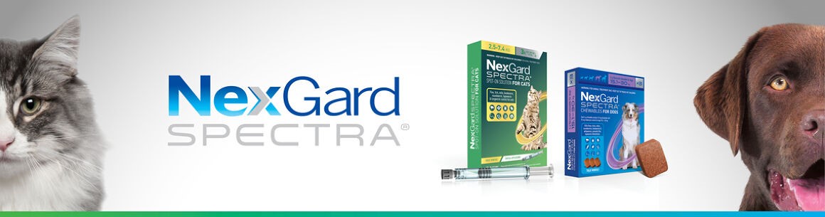 NEXGARD | Protect cats and dogs against flea, ticks and more